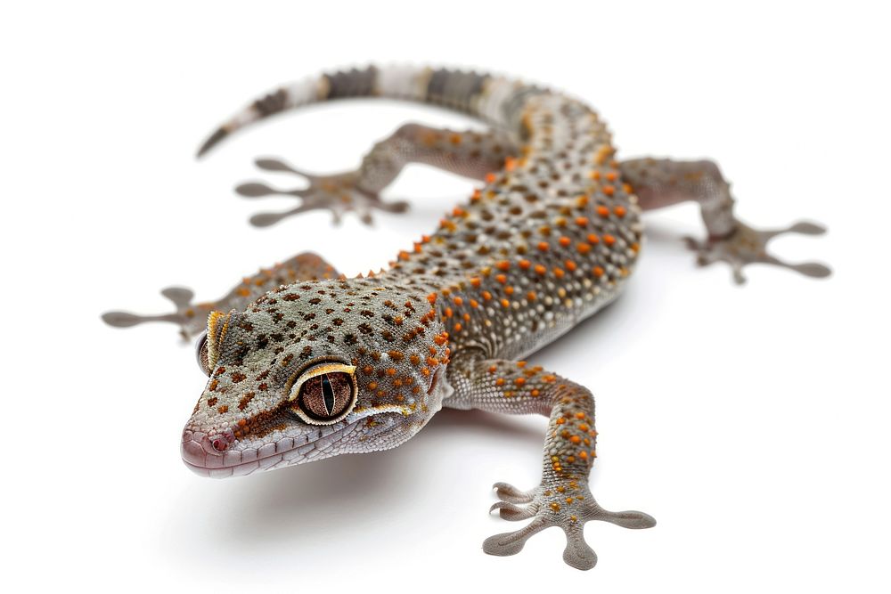 Gecko wildlife reptile animal. | Free Photo - rawpixel