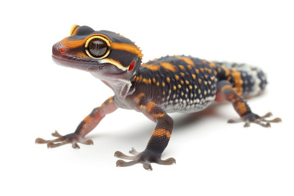 Gecko salamander amphibian wildlife. | Free Photo - rawpixel
