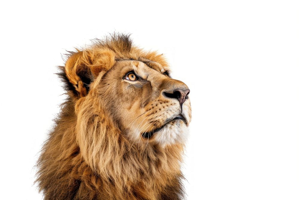Lion looking confused wildlife animal | Free Photo - rawpixel