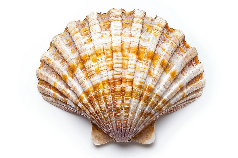 Scallops shell invertebrate seashell seafood. | Free Photo - rawpixel