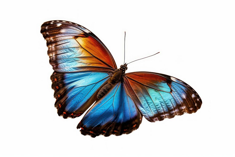 Butterfly invertebrate monarch animal. | Free Photo - rawpixel