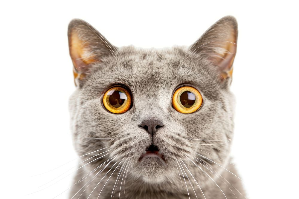 Cat abyssinian animal mammal. | Free Photo - rawpixel