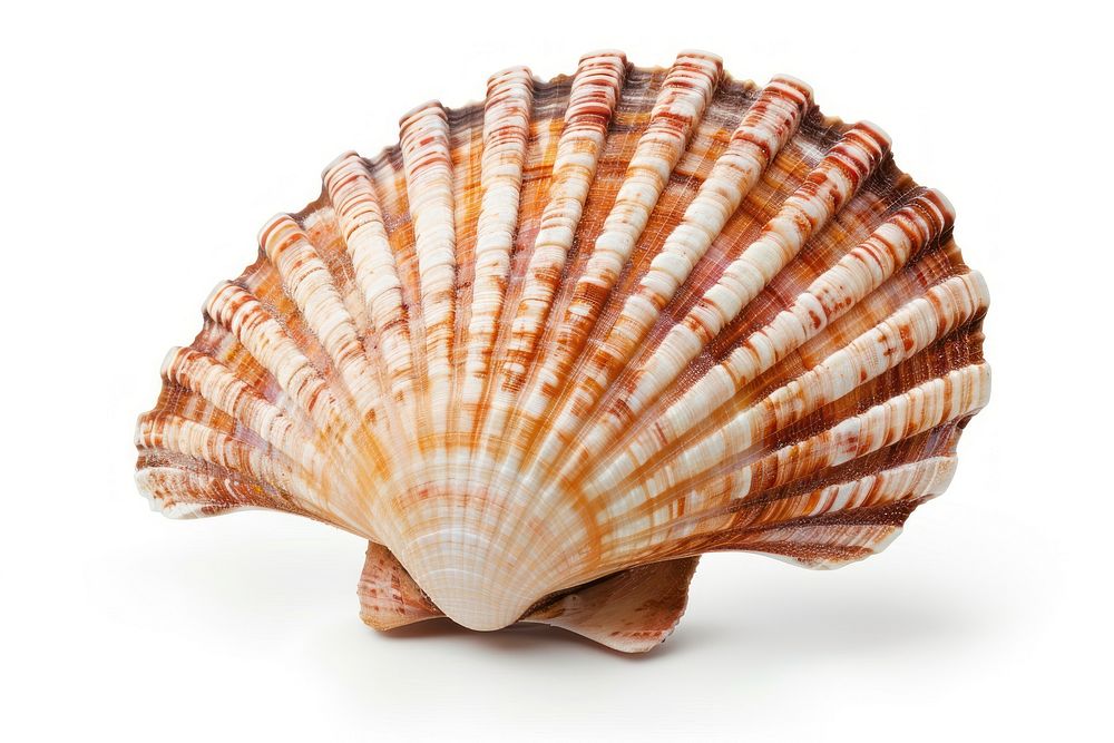 Scallops sea shell invertebrate seashell | Free Photo - rawpixel