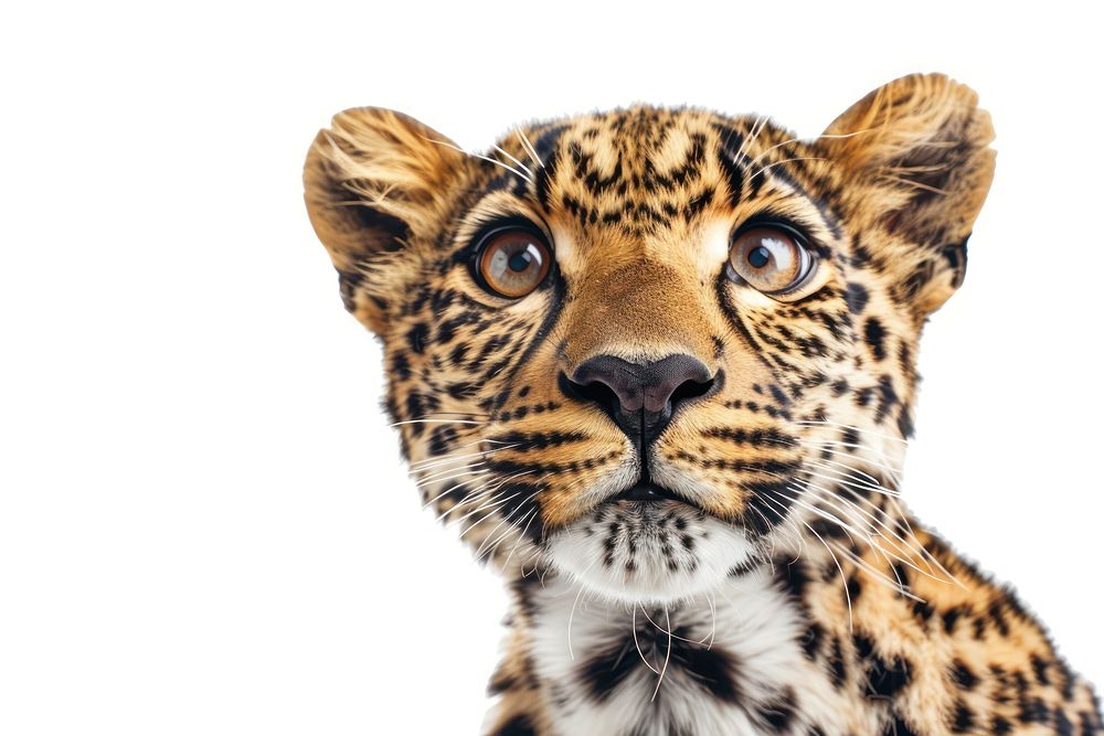 Leopard looking confused wildlife panther | Premium Photo - rawpixel