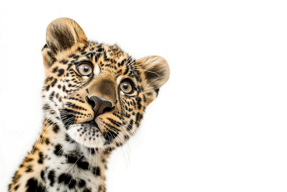 Leopard looking confused wildlife panther | Free Photo - rawpixel