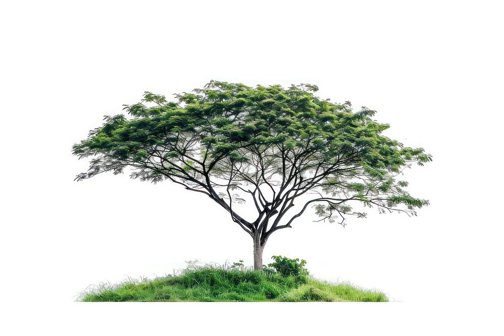 Tropical tree sycamore plant oak. | Free Photo - rawpixel