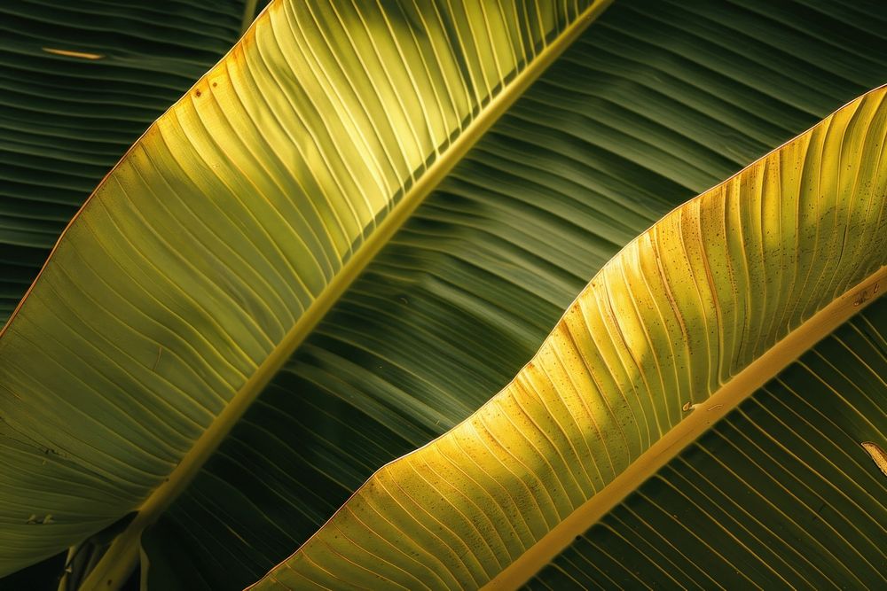 Banana leaf vegetation outdoors nature. | Free Photo - rawpixel
