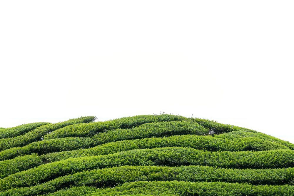 Tea tree garden countryside outdoors | Free Photo - rawpixel