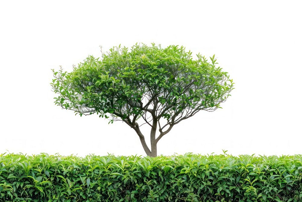 Tea tree garden vegetation plant | Free Photo - rawpixel