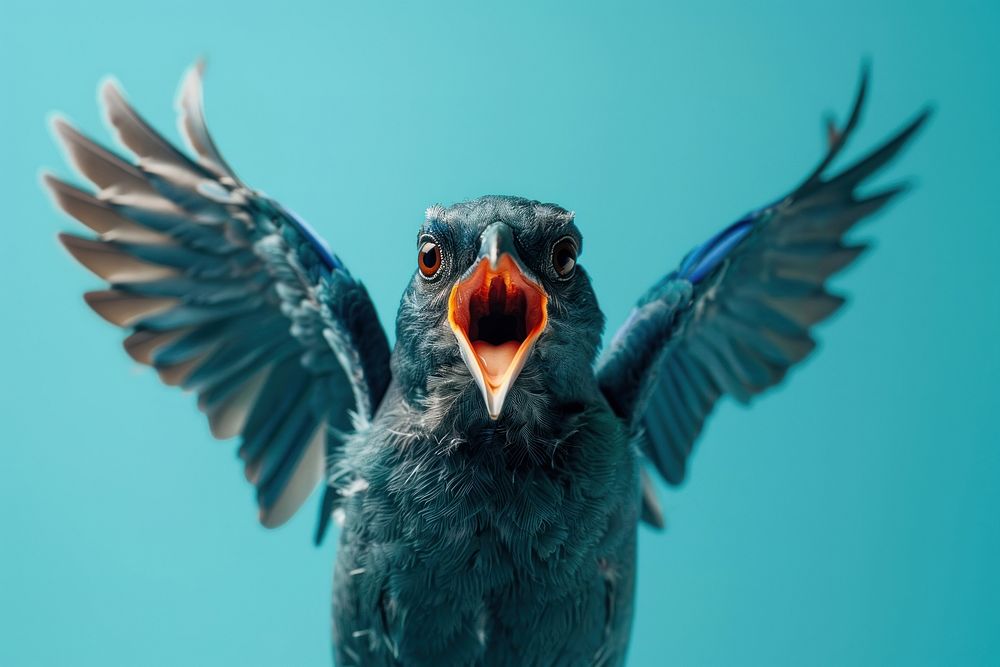 Photo shocked bird blackbird agelaius | Free Photo - rawpixel