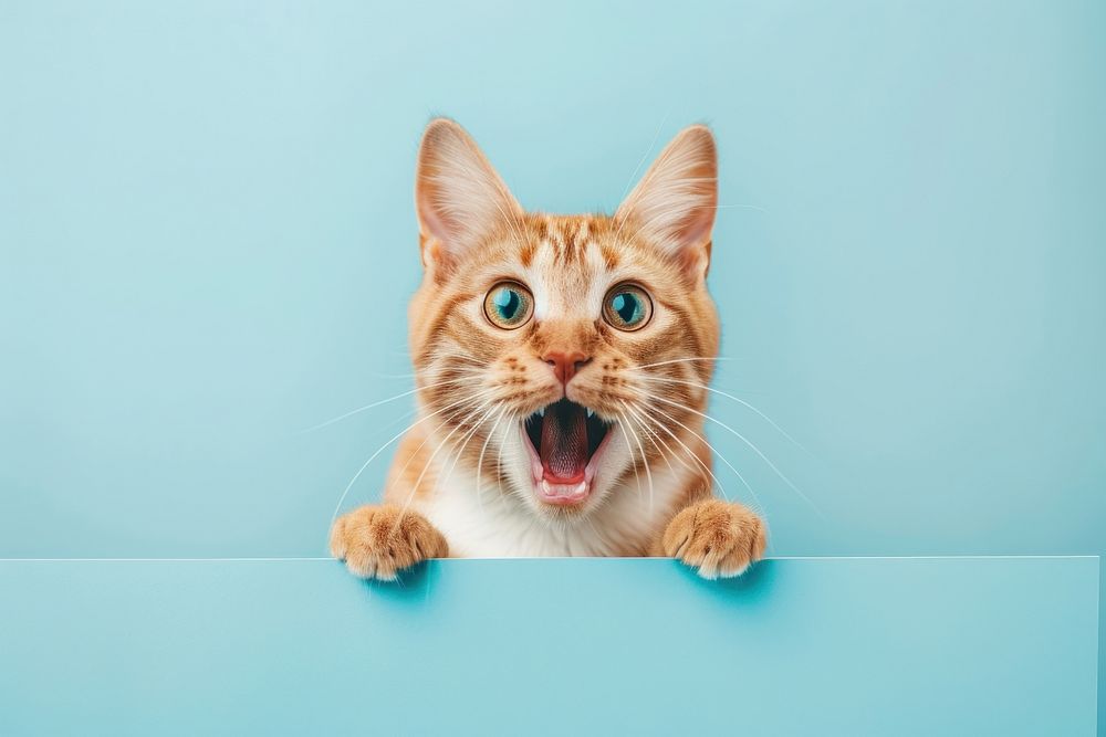 Photo shocked cat surprised face | Free Photo - rawpixel