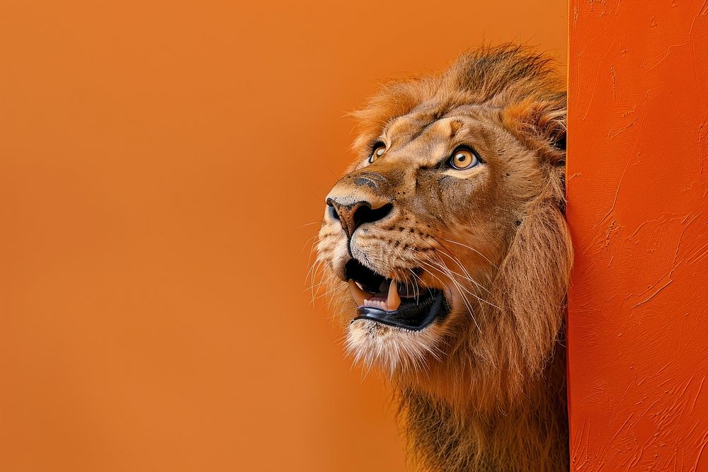 Photo shocked lion wildlife animal | Free Photo - rawpixel