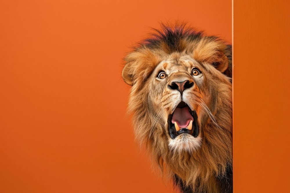 Photo shocked lion wildlife animal | Free Photo - rawpixel