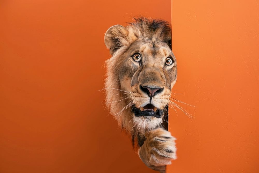 Photo shocked lion wildlife animal | Free Photo - rawpixel