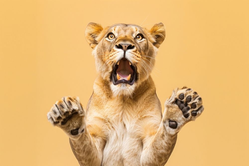 Photo shocked lion wildlife electronics | Free Photo - rawpixel