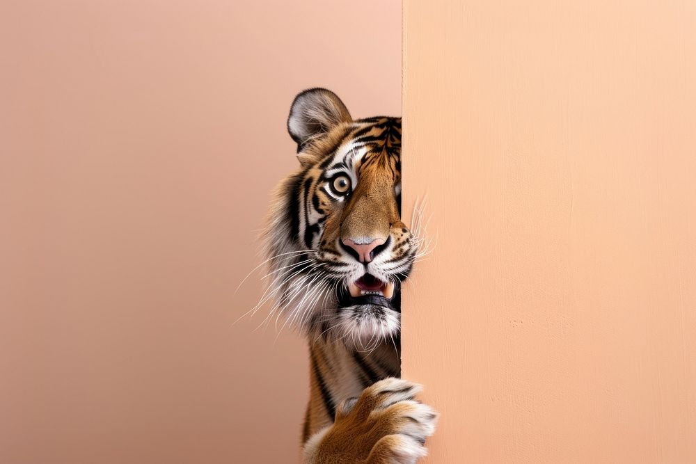 Photo shocked tiger wildlife animal | Free Photo - rawpixel Photo shocked tiger wildlife animal | Free Photo - rawpixel