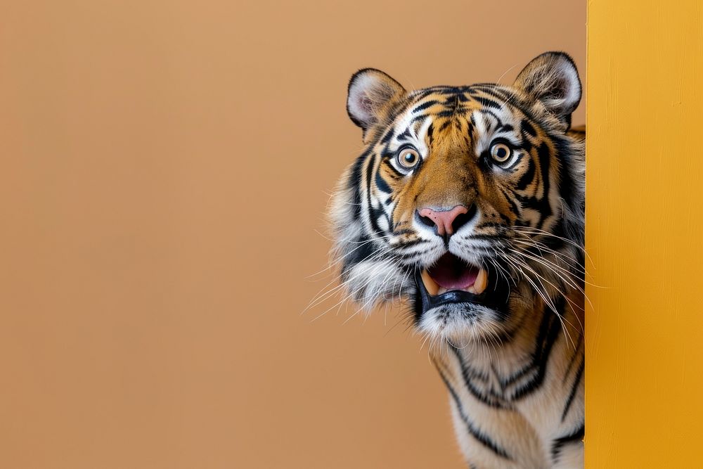 Photo shocked tiger wildlife animal | Free Photo - rawpixel