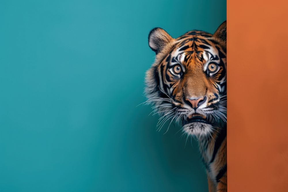 Photo shocked tiger wildlife animal | Free Photo - rawpixel