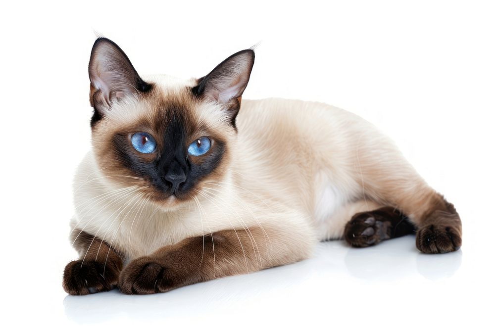 Photo siamese cat animal mammal | Free Photo - rawpixel