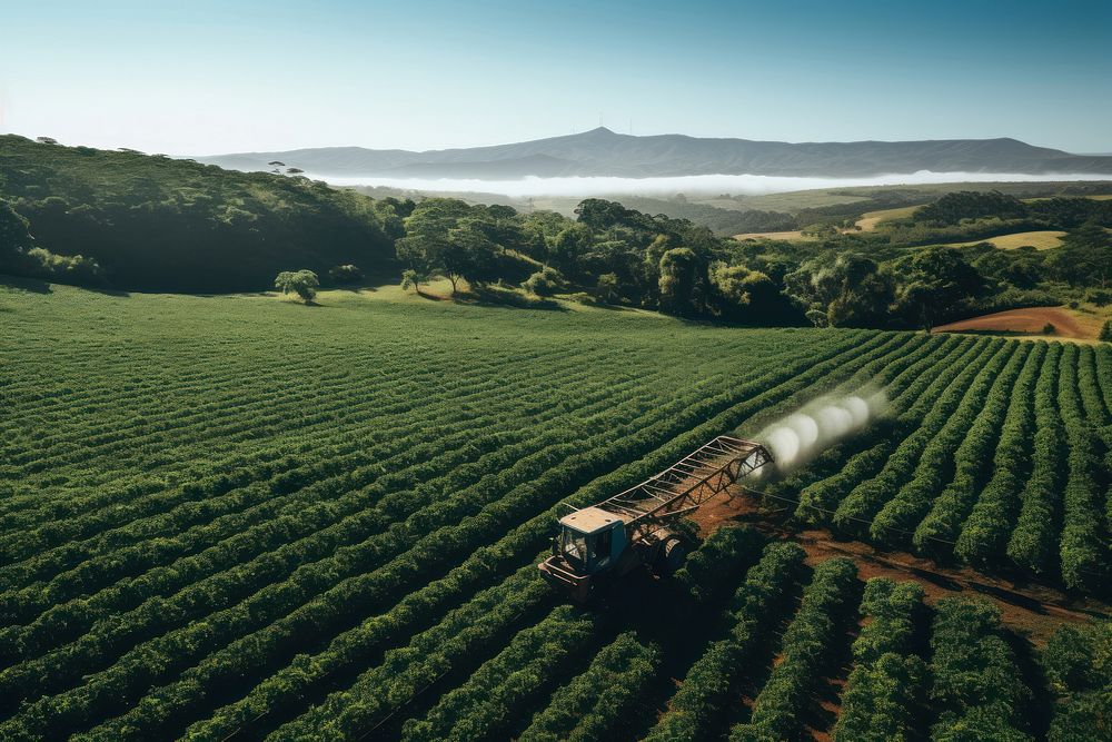 Coffee plantation rural countryside outdoors. | Free Photo - rawpixel