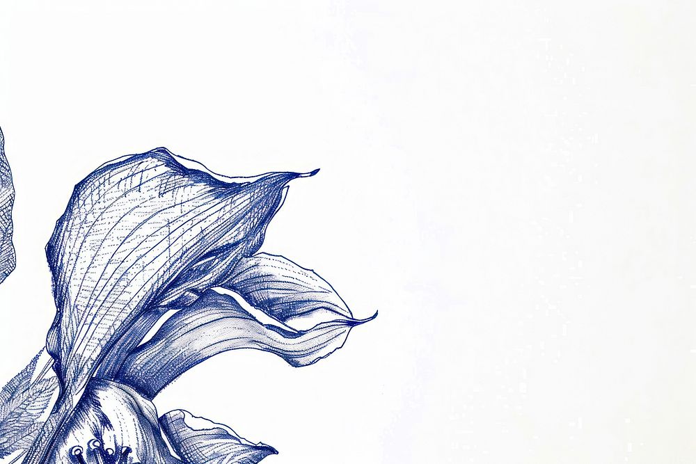Vintage drawing calla lily illustrated | Free Photo Illustration - rawpixel