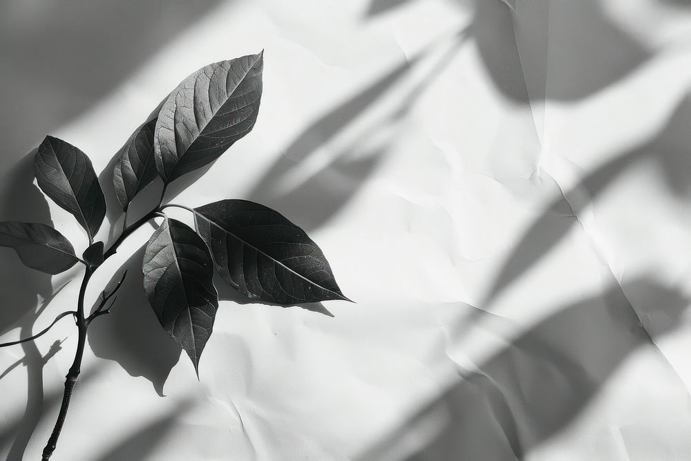 Shadow wedding blossom female. | Free Photo - rawpixel