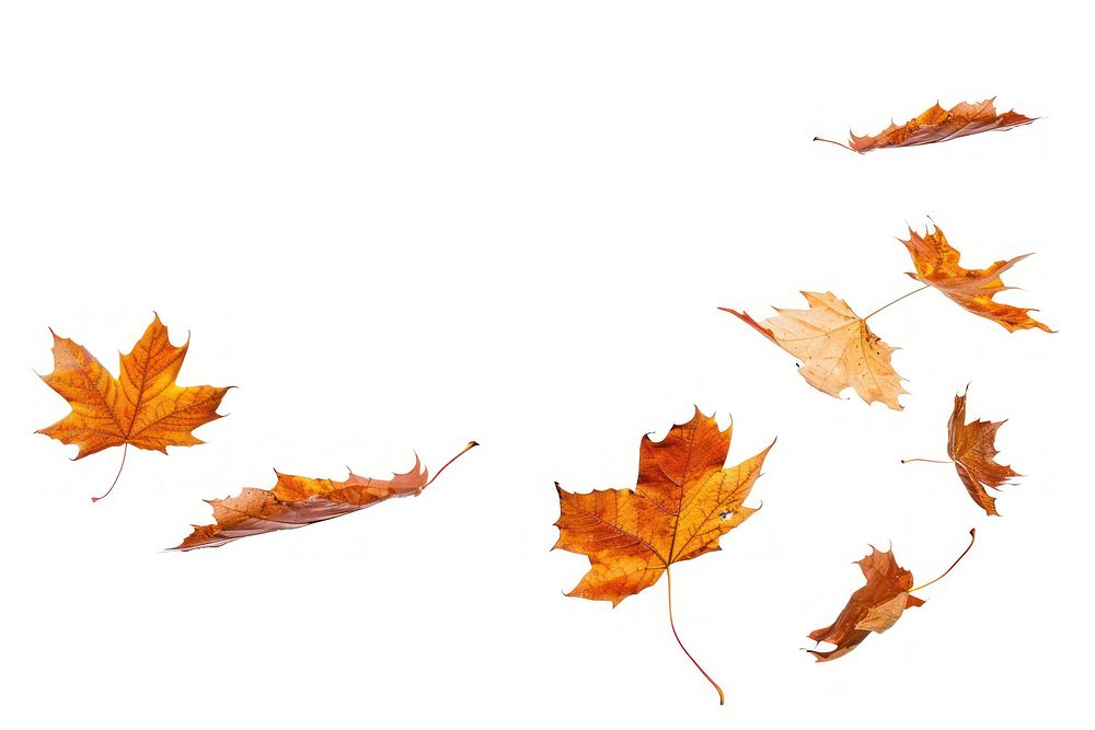 Autumn leaves flying maple plant | Free Photo - rawpixel