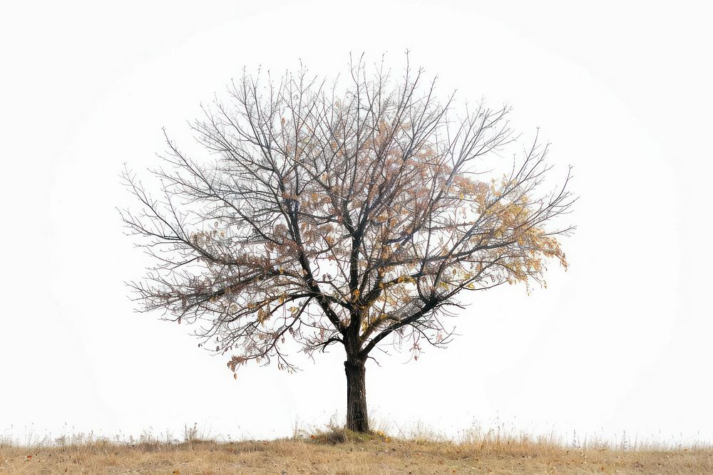 Isolate Trees tree ground plant. | Free Photo - rawpixel