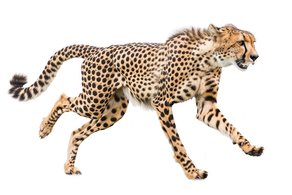 Cheetah running full speed wildlife | Free Photo - rawpixel