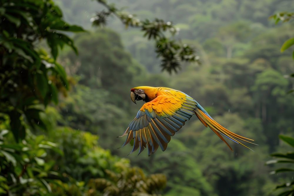 Parrot flying jungle vegetation rainforest. | Free Photo - rawpixel