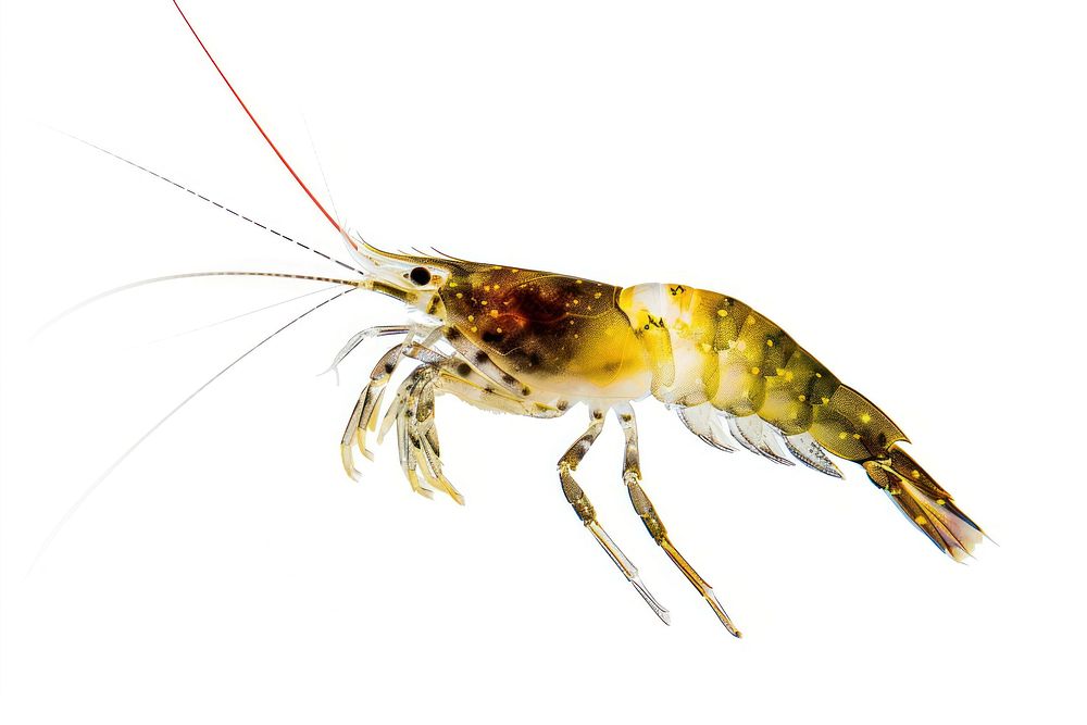 Swimming shrimp invertebrate seafood lobster. | Free Photo - rawpixel