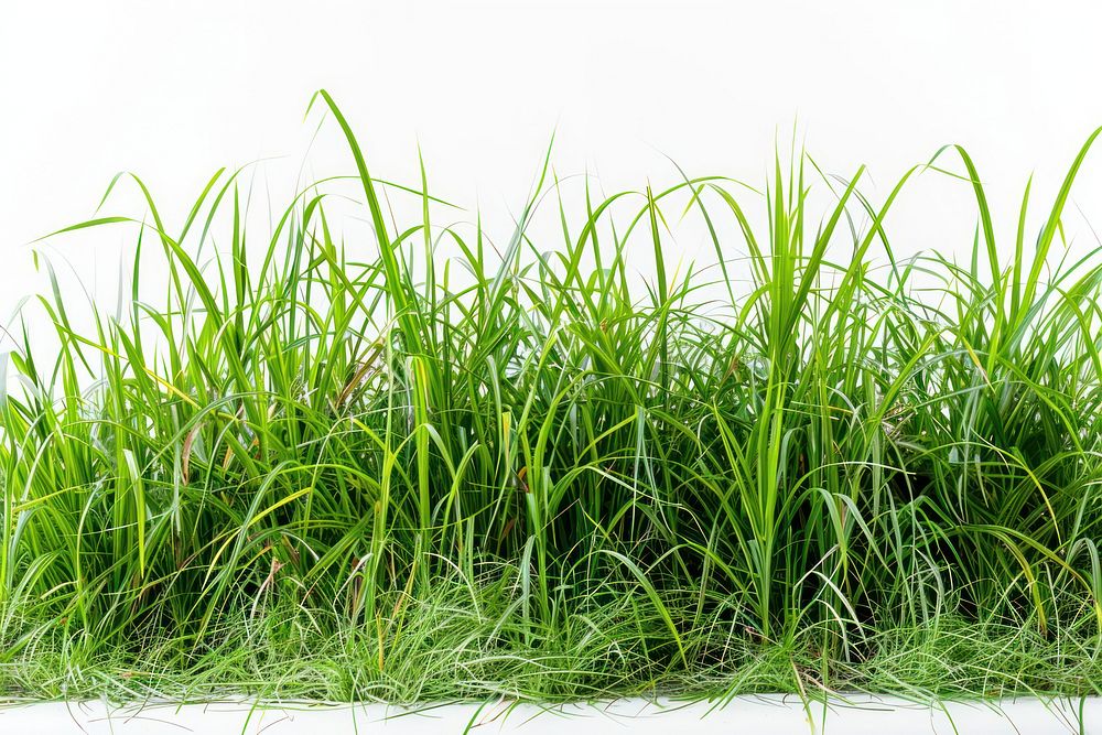 Paspalum Grass grass vegetation outdoors | Free Photo - rawpixel