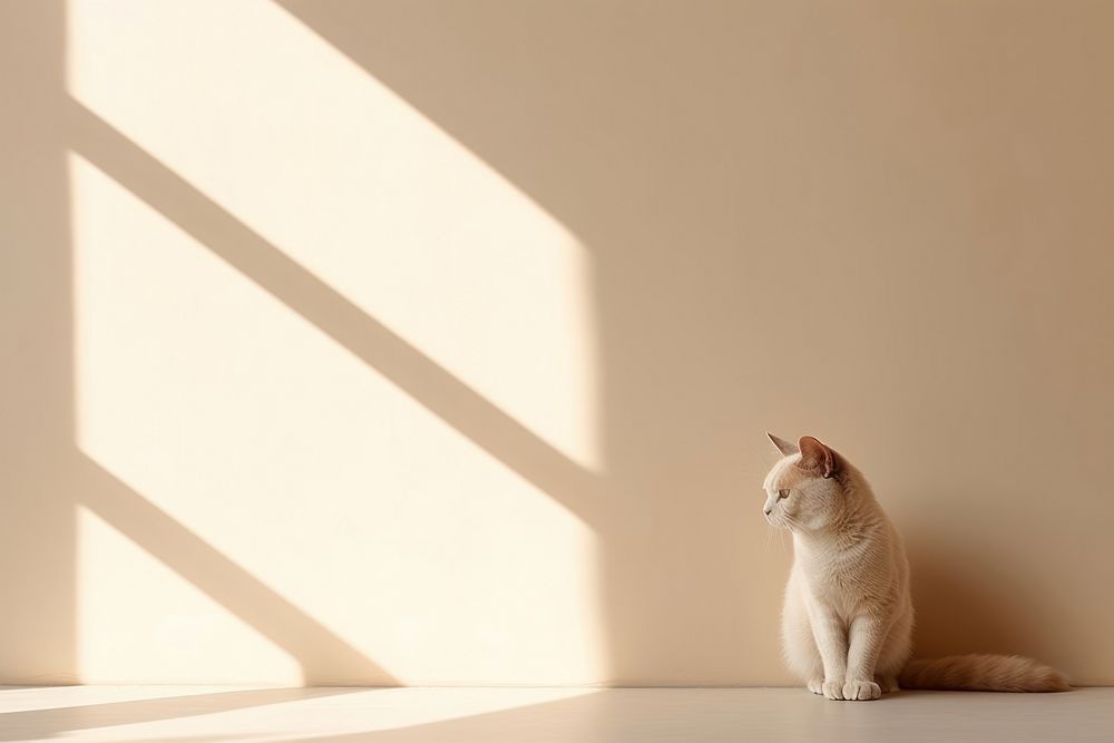 Cat animal mammal shadow. | Premium Photo - rawpixel