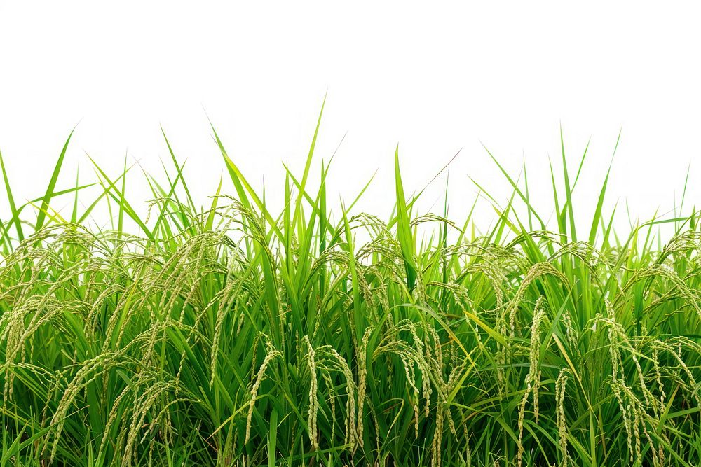 Rice field backgrounds outdoors nature | Free Photo - rawpixel
