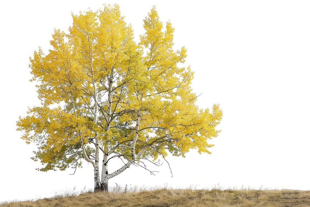 Aspen tree plant maple white | Premium Photo - rawpixel
