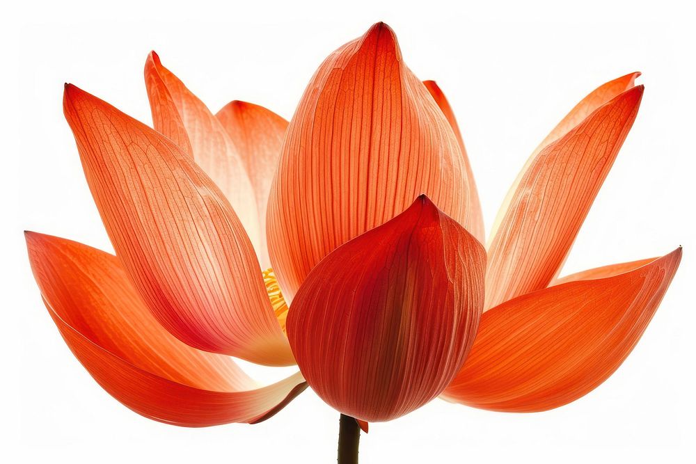 Orange lotus flower petal plant. | Premium Photo - rawpixel
