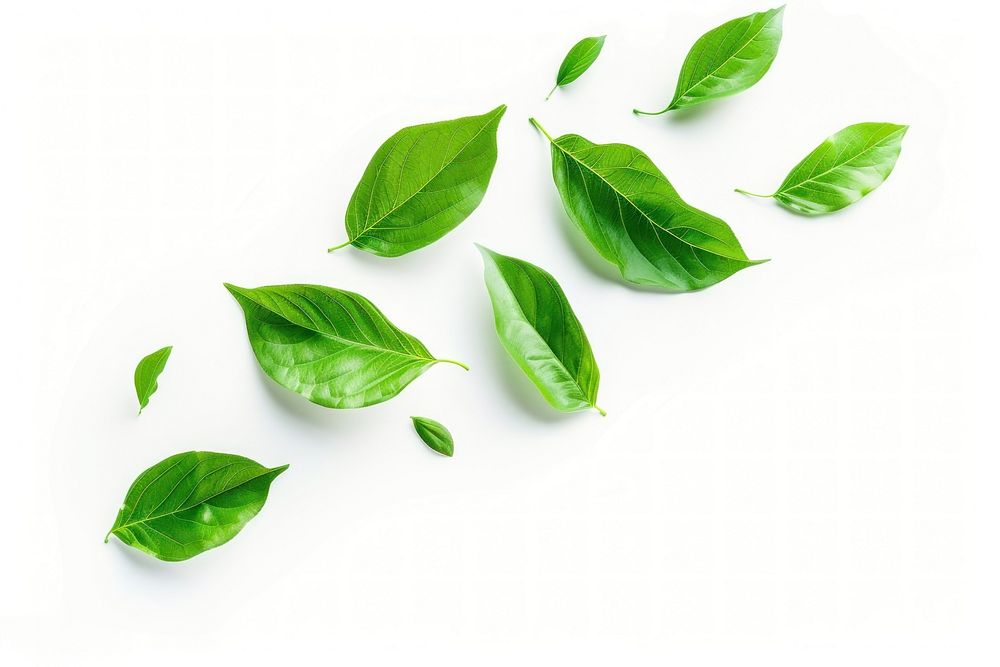Green leaves flying plant herbs | Free Photo - rawpixel