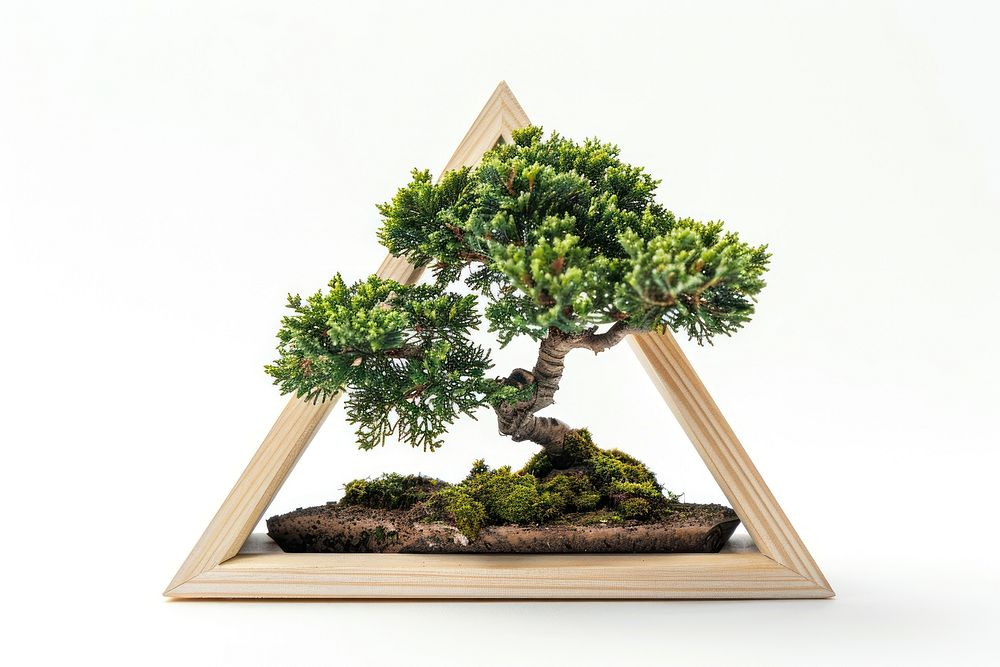Japanese Tree tree conifer bonsai. | Free Photo - rawpixel