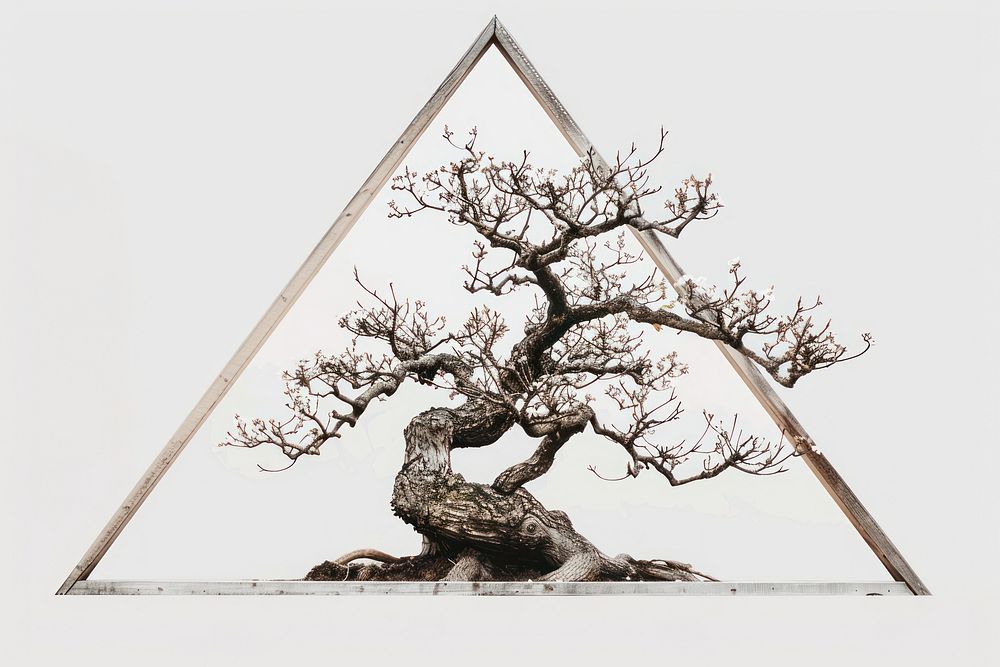 Japanese Tree tree triangle bonsai. | Free Photo - rawpixel