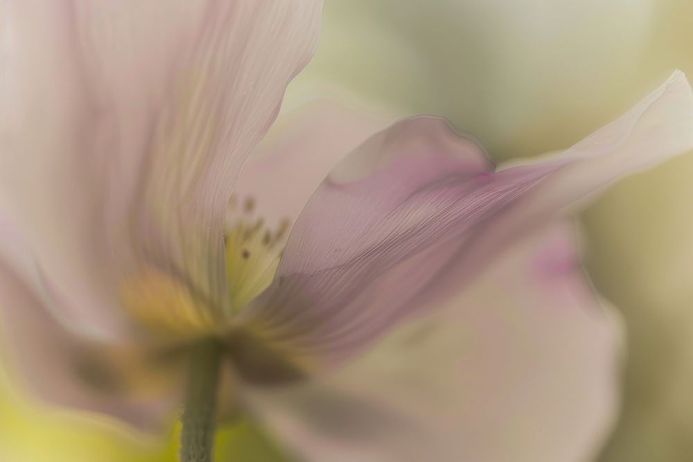 Macro marvel Peru flower geranium | Free Photo - rawpixel