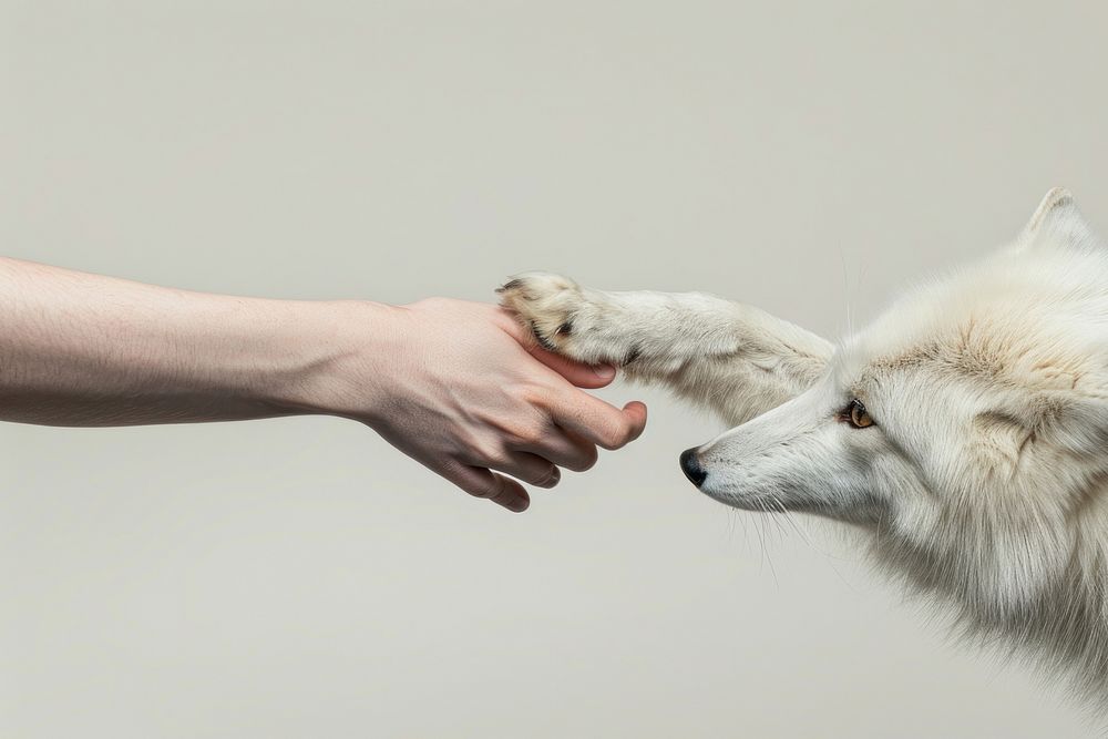 Arctic fox hand shaking leg | Free Photo - rawpixel