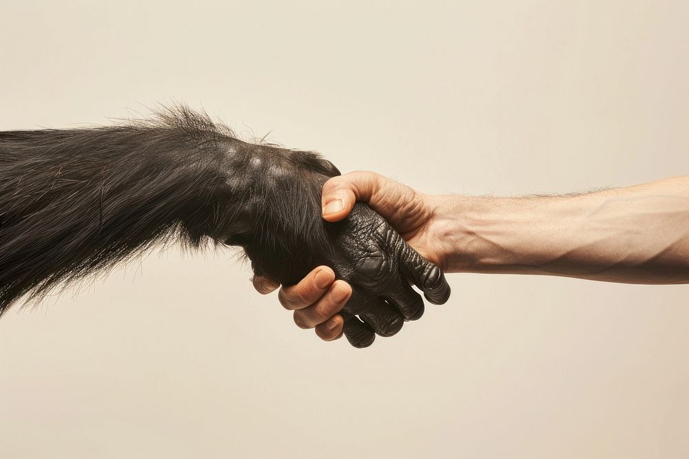 Chimpanzee hand shaking leg human | Premium Photo - rawpixel