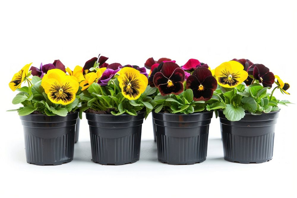 photograph row pansy flower pot | Free Photo - rawpixel