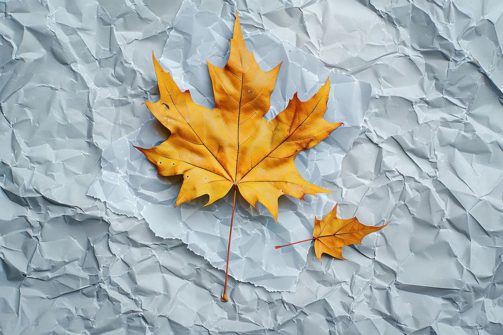 Leaf style crumpled plant maple | Premium Photo - rawpixel