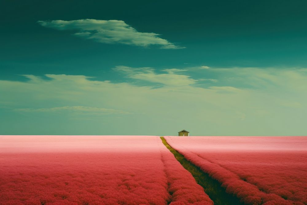 Photo pink field outdoors horizon | Free Photo - rawpixel