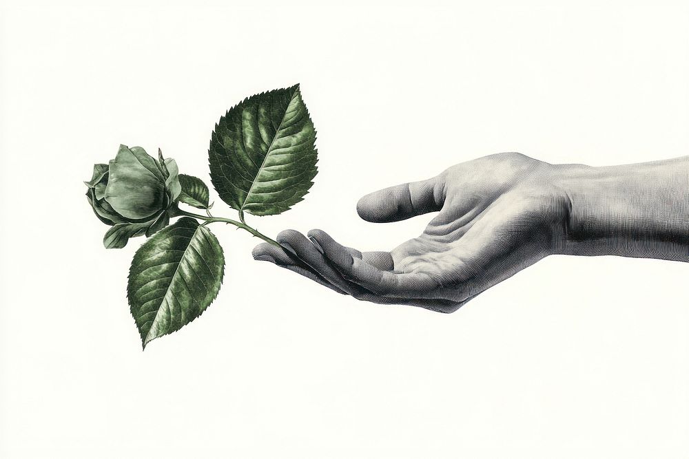 Hand picking rose hand nature | Free Photo Illustration - rawpixel