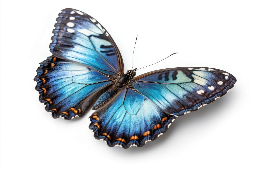 Beautiful blue butterfly invertebrate illustration | Free Photo ...