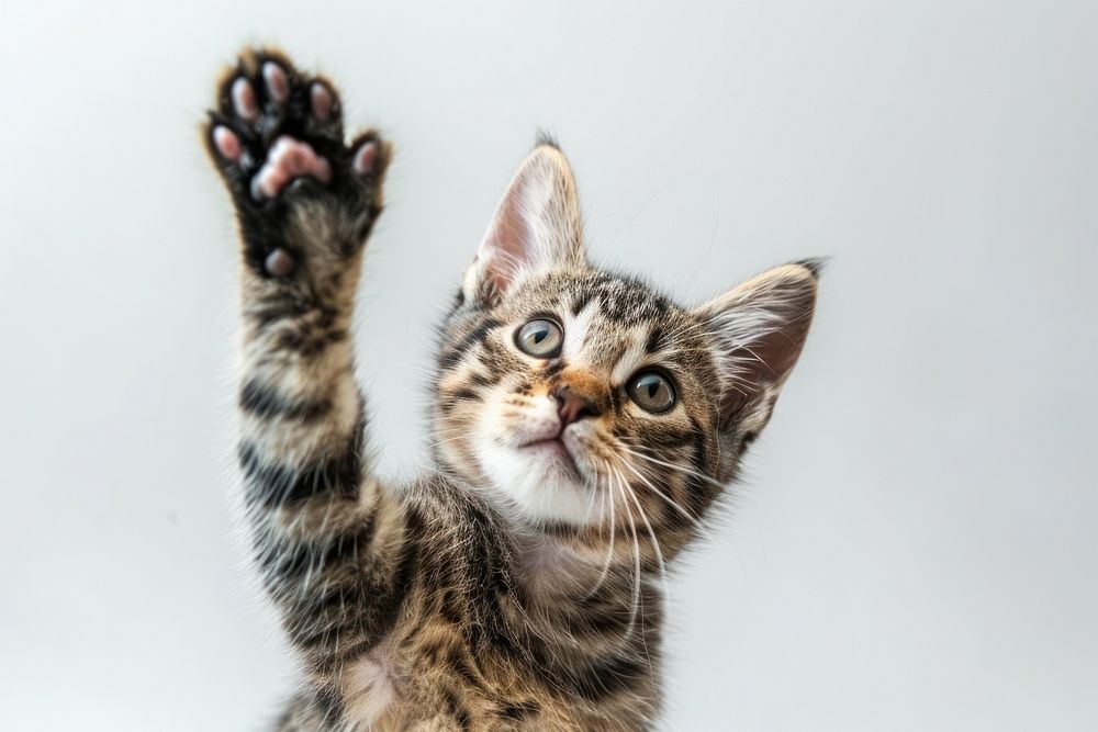 Cat high-five pose photography animal | Free Photo - rawpixel