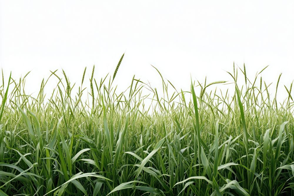 Real field outdoors nature grass. | Free Photo - rawpixel