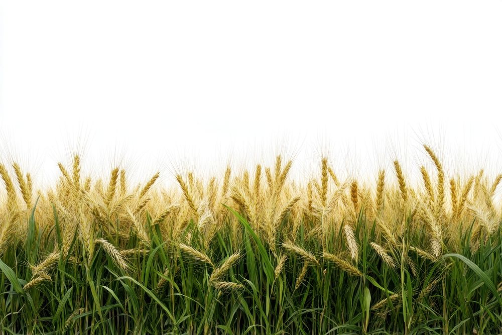 Real field agriculture scenery nature. | Free Photo - rawpixel